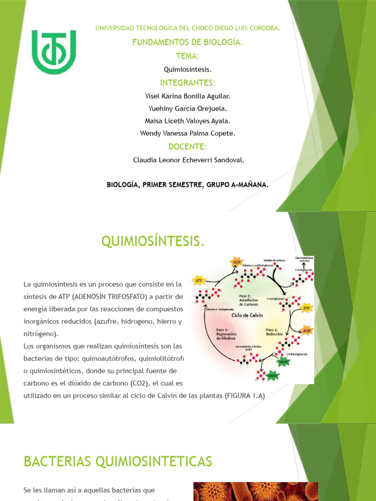 Trabajo Sobre Quimiosíntesis. | PDF | Trifosfato de adenosina | Bioquímica