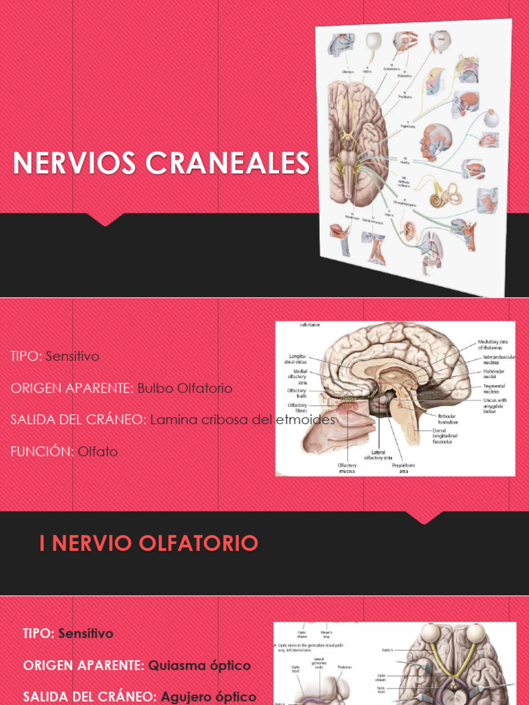 Funciones y Orígenes de Nervios Craneales | PDF | Otorrinolaringología ...
