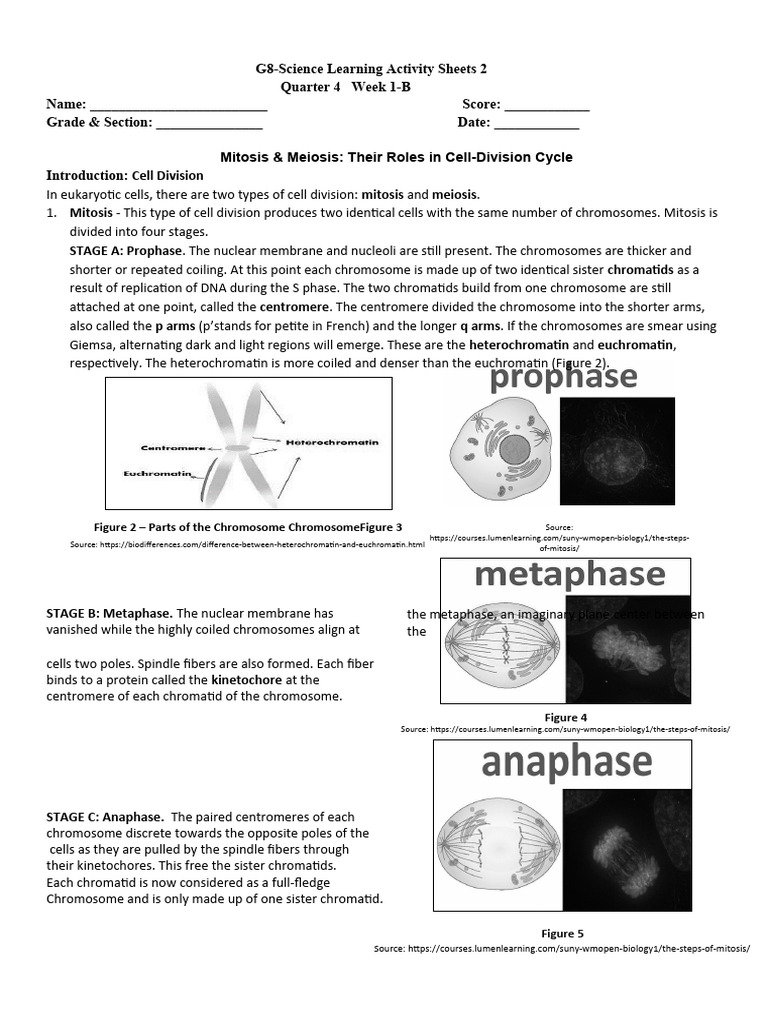 LEAP CELL DIVISION Week 1 B | PDF | Meiosis | Mitosis