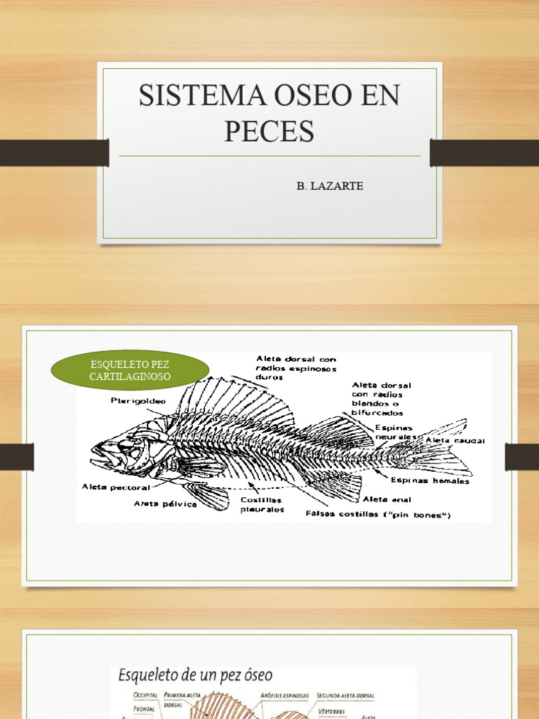 Esqueleto De Los Peces [Guía Completa] – NQETJ