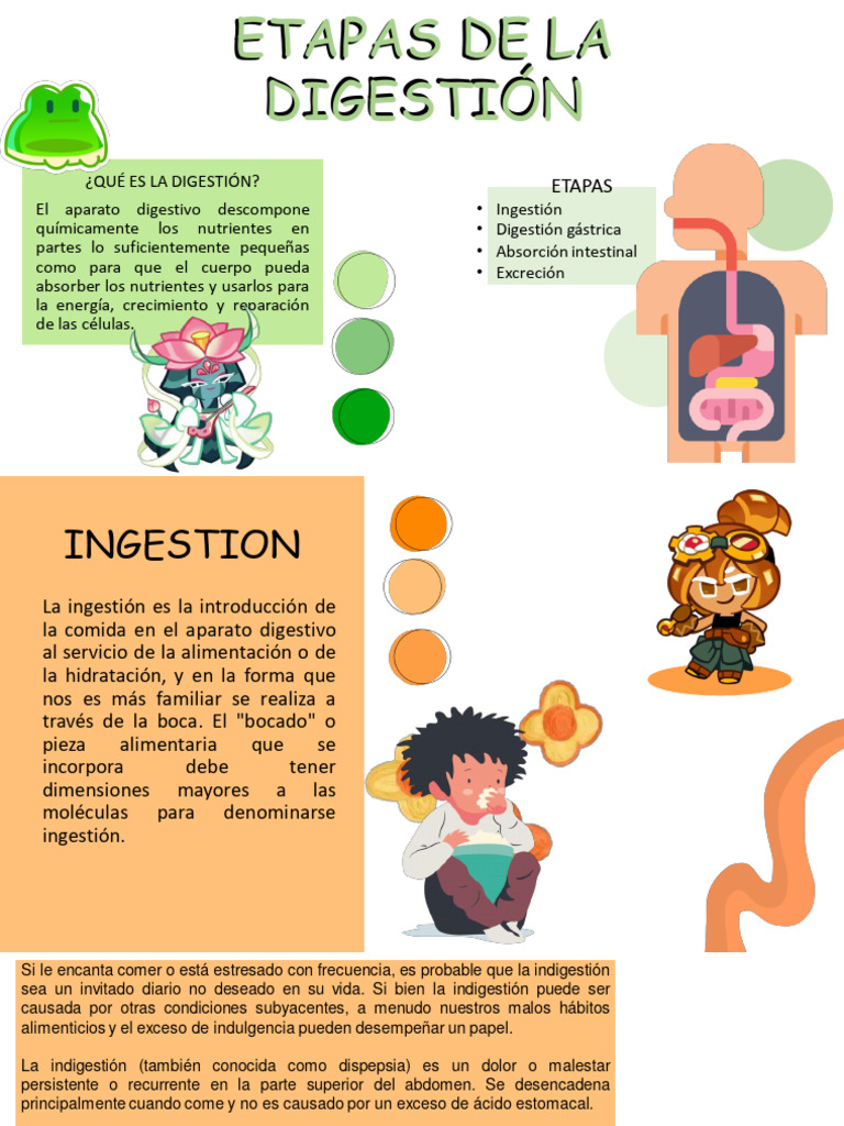 Etapas De La Digestion