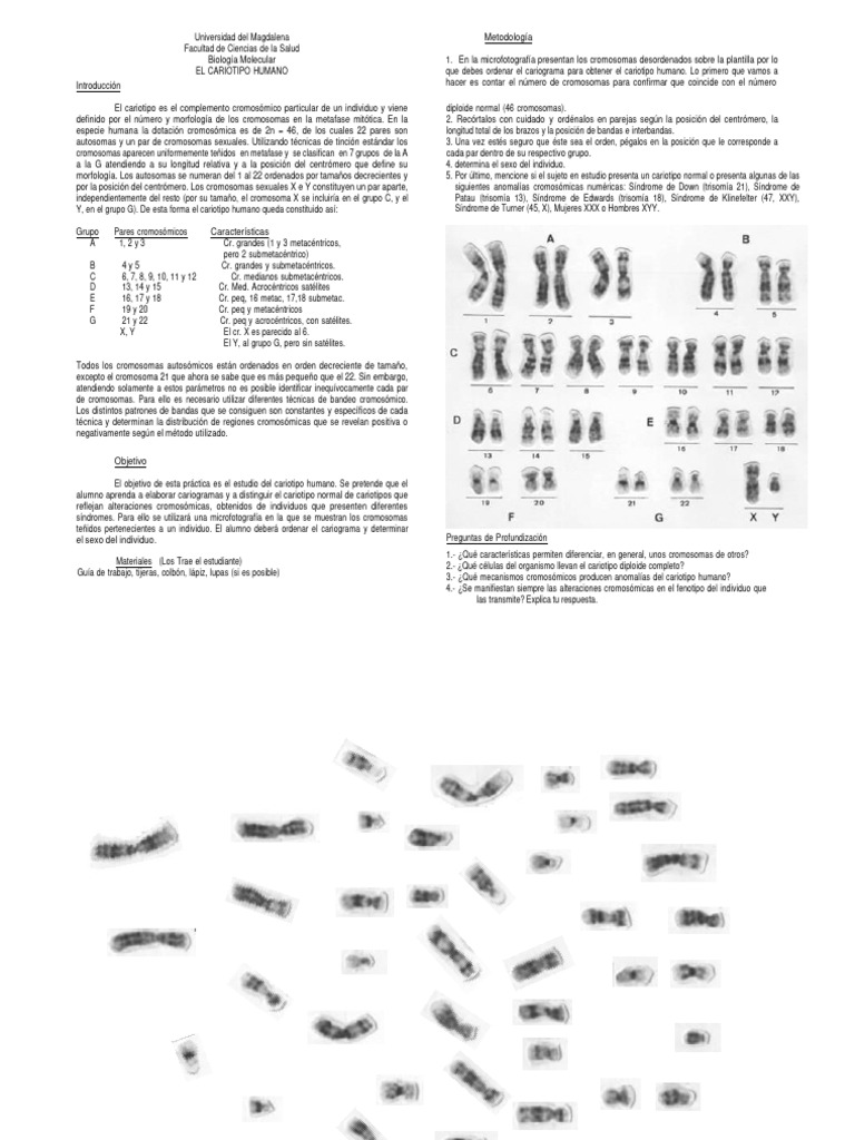 Cariotipo Humano | PDF | Cariotipo | Cromosoma