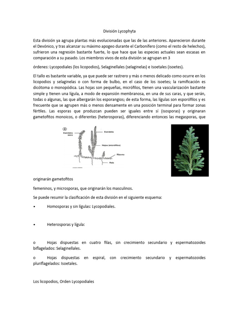 División Lycophyta y Rhynophyta | PDF | Plantas | Hoja