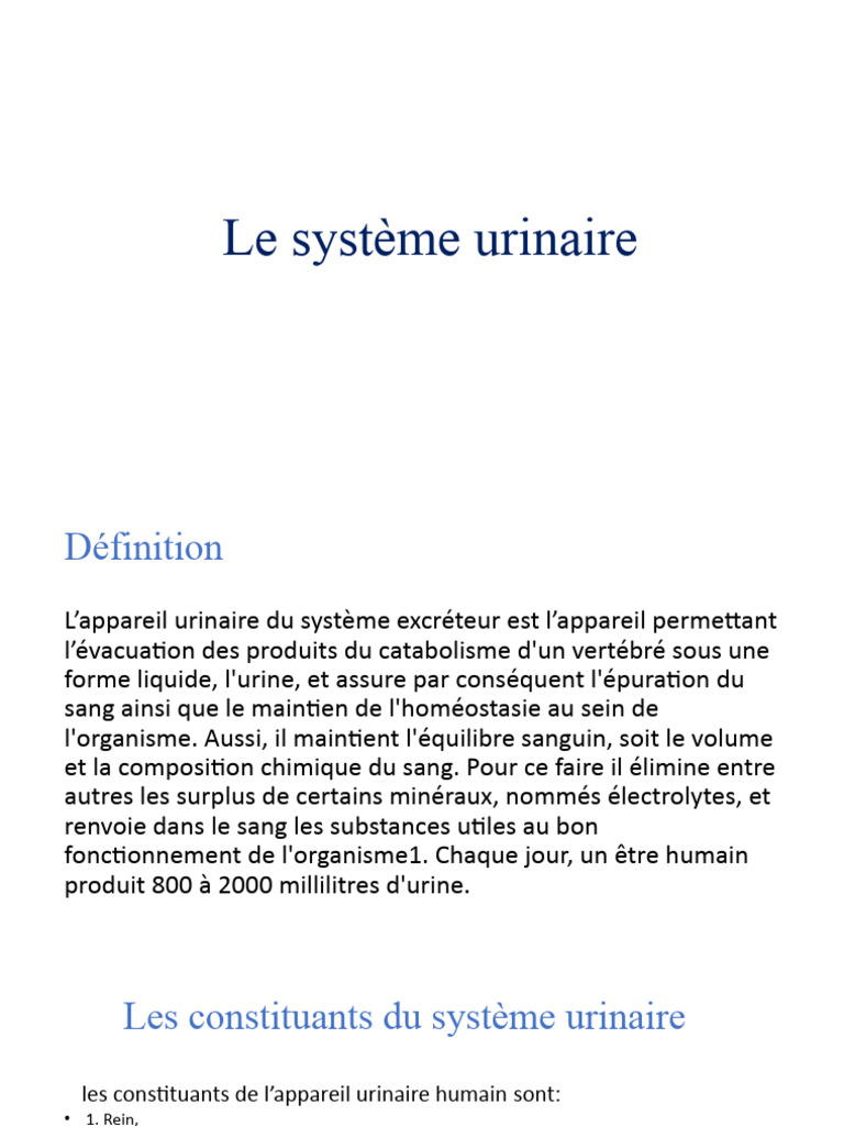 Le Système Urinaire | PDF