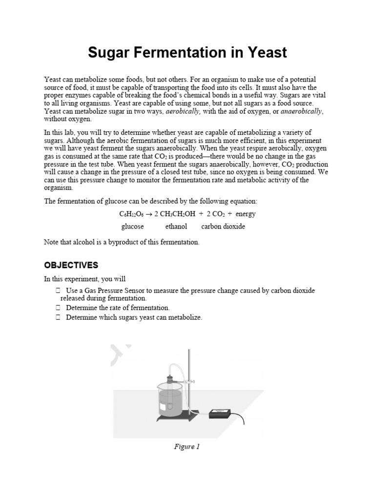 Sugar Fermentation in Yeast | PDF | Fermentation | Cellular Respiration