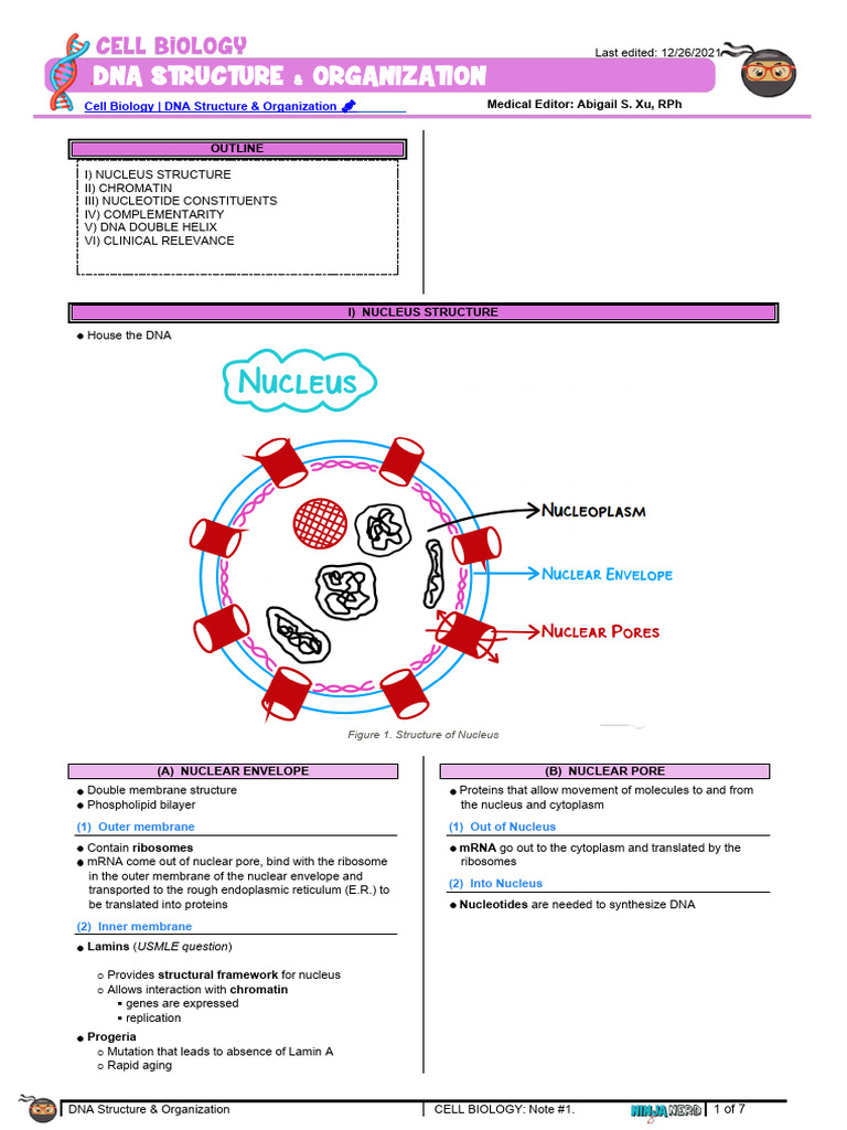 7 - DNA Structure | PDF | Dna | Cell Nucleus