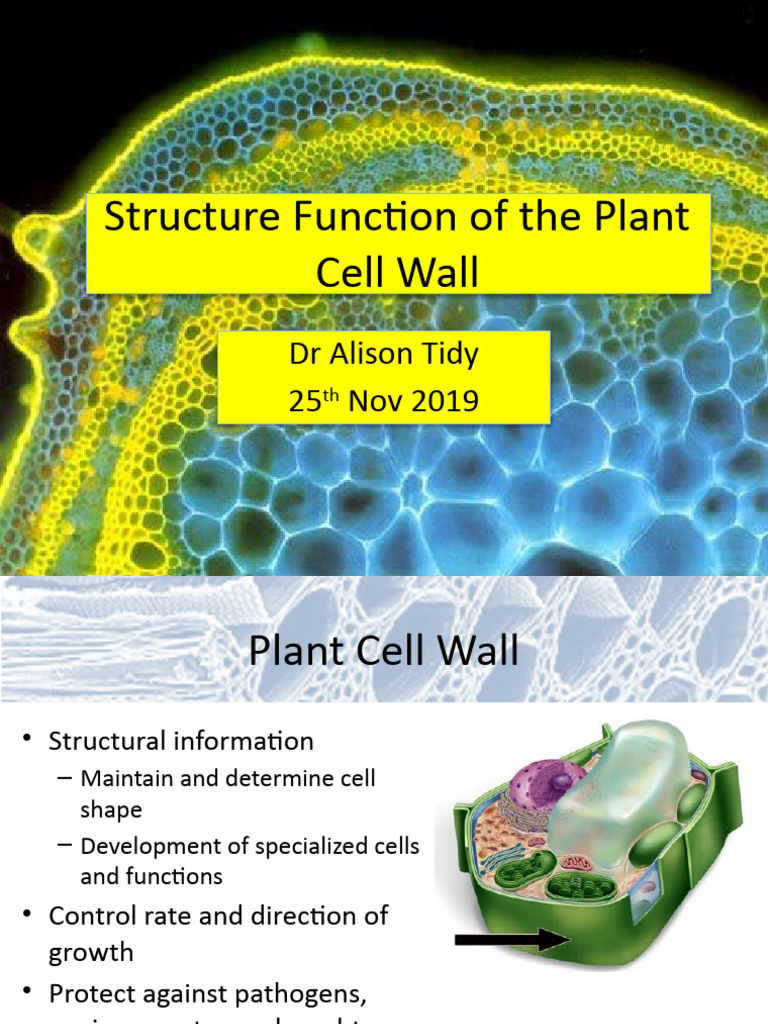 Lecture 14 Plant Cell Wall 2019 | PDF | Root | Cell Wall
