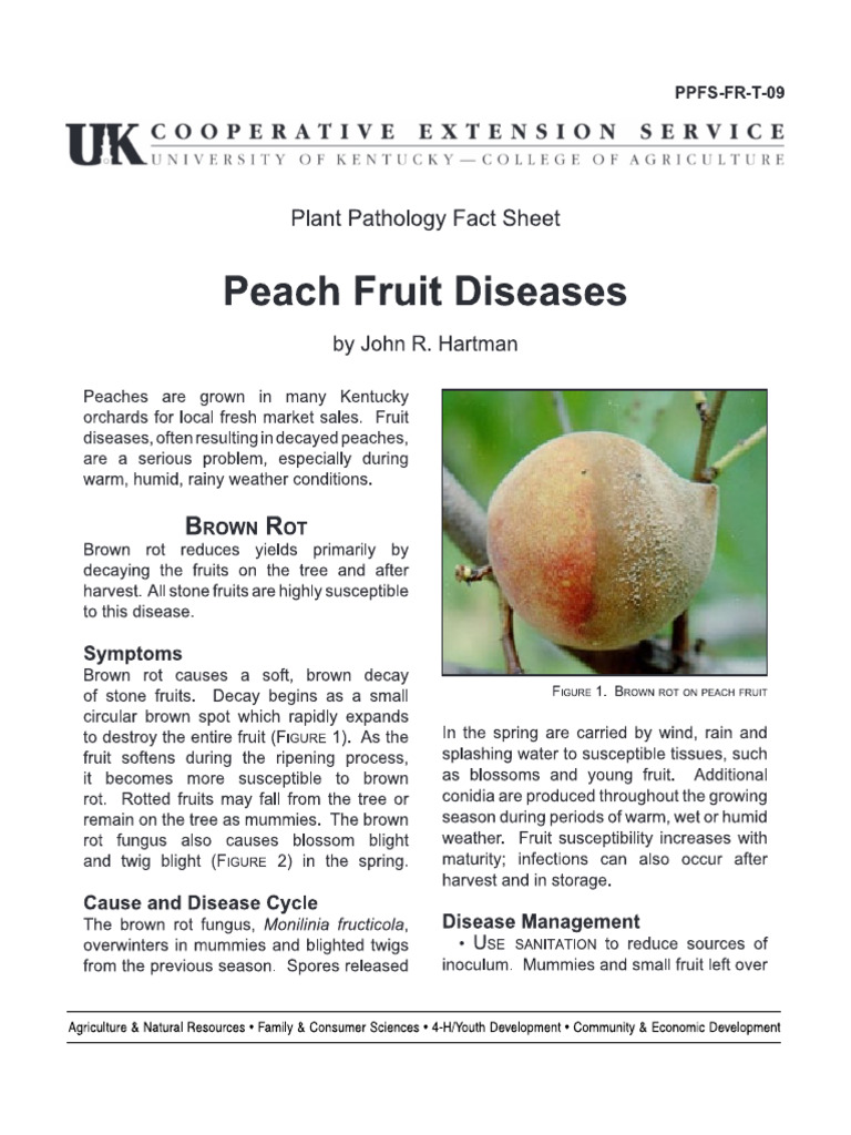 Peach Fruit Diseases | PDF
