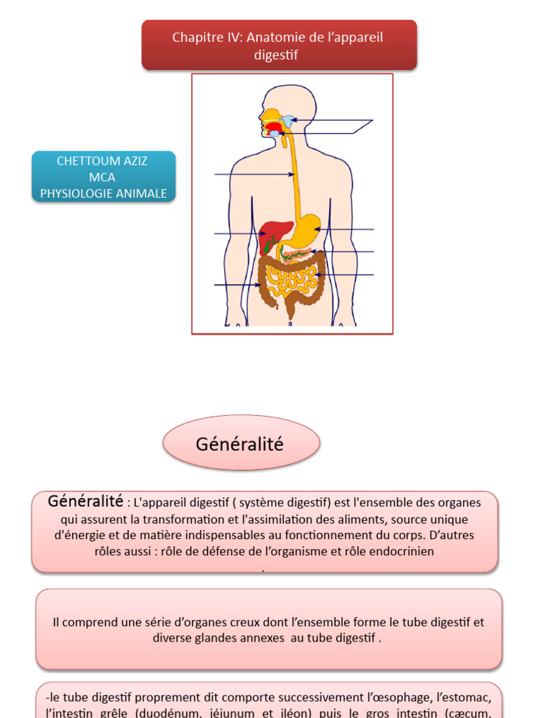 chapitre IV physiologie de système digestif | PDF | Estomac | Tractus ...