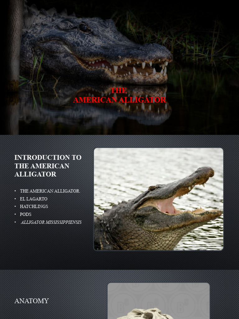 THE American Alligator | PDF
