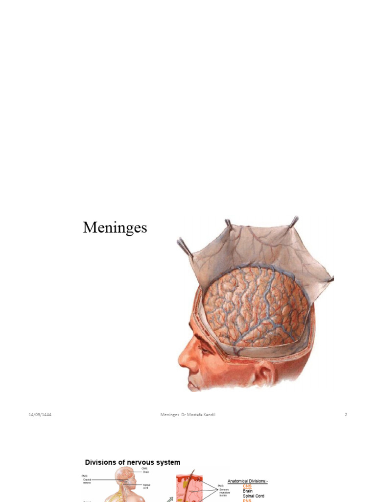 23 level 6 introduction neuroantomy meninges | PDF | Central Nervous System | Nervous System
