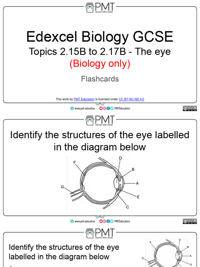Flashcards - Topic 2 The Eye - Edexcel Biology GCSE | PDF | Eye | Myopia