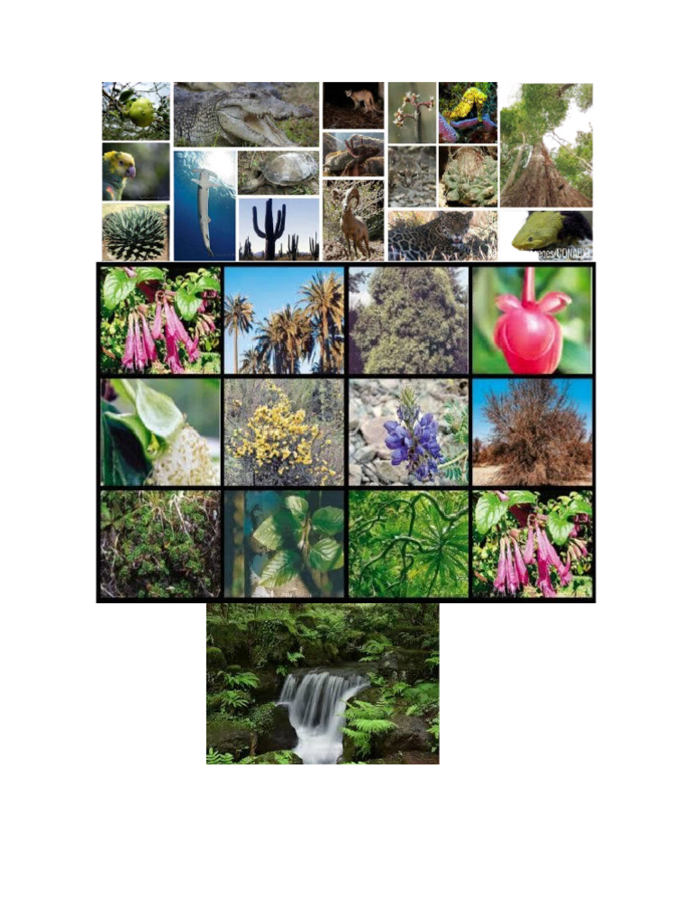 Floraa y Fauna 2 | PDF