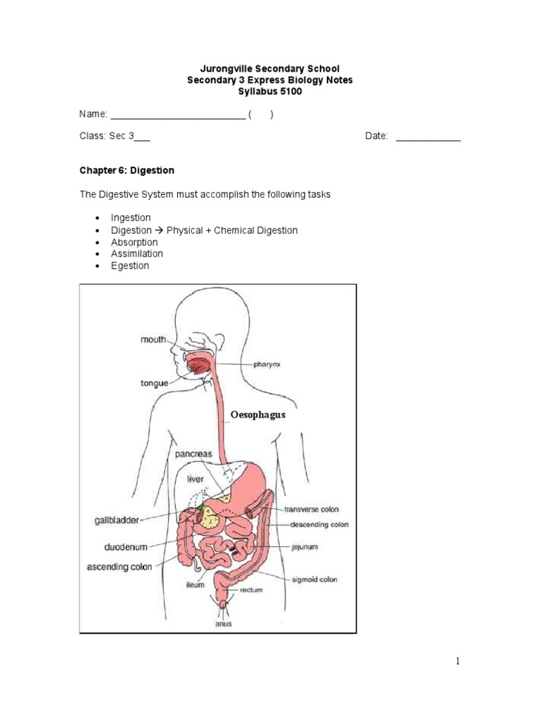 Chapter 6 Digestion - Lecture Notes | Digestion | Stomach