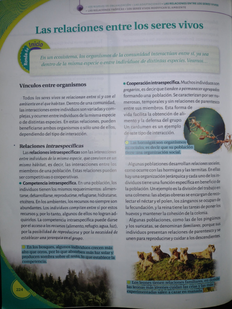 Las relaciones entre los seres vivos | PDF | Depredación | Colmena