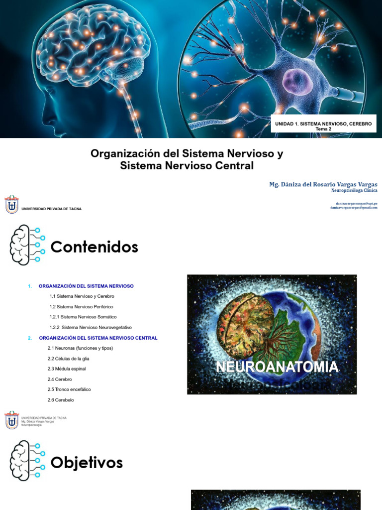 Organización Del Sistema Nervioso y SNC - Jue y Vie | Descargar gratis PDF | Fluido ...