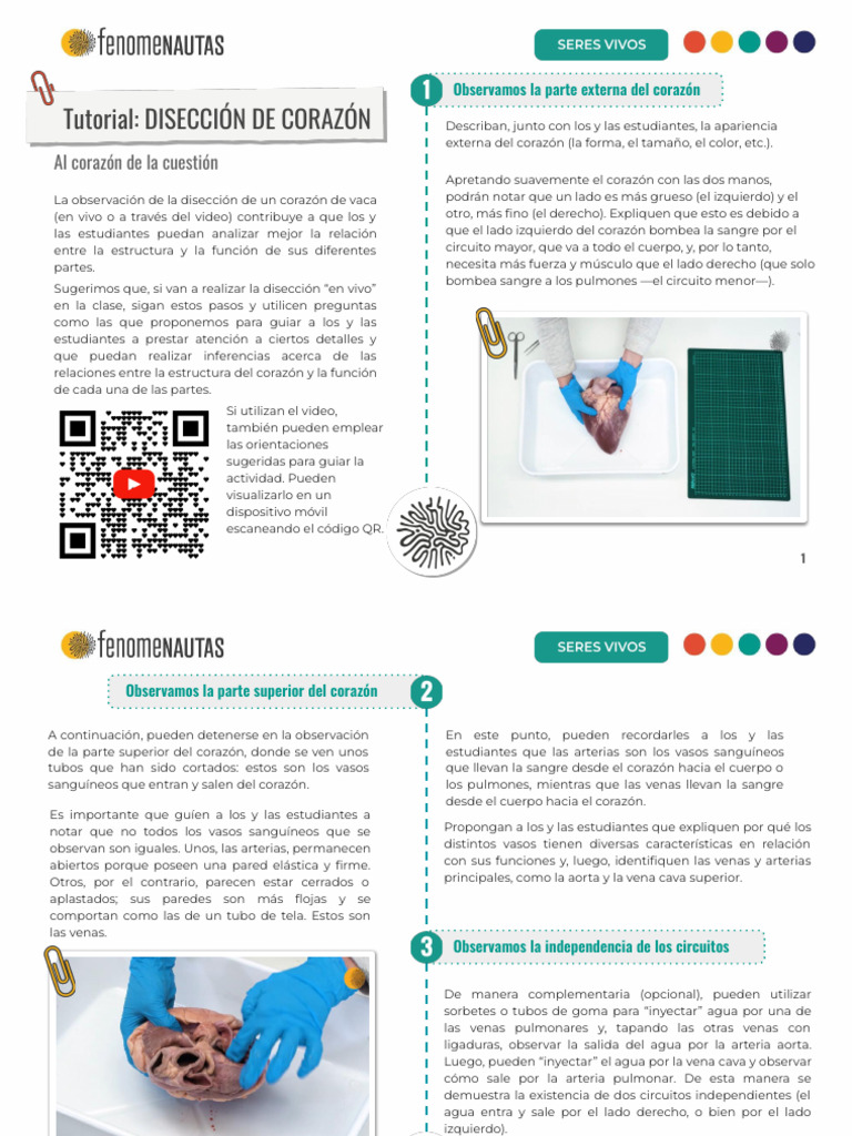 Tutorial Diseccion de Corazon | PDF | Corazón | Vena