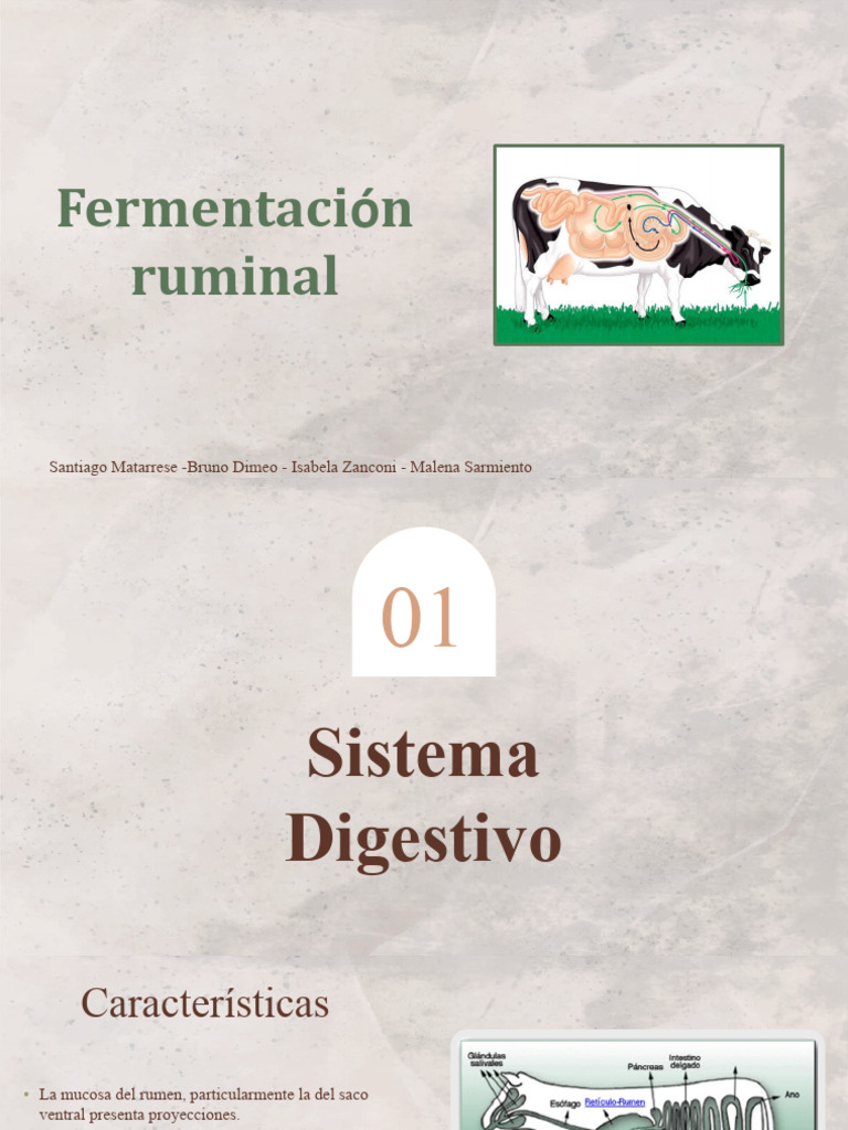 FERMENTACIÓN RUMINAL - T.P. Grupal | PDF | Digestión | Biología