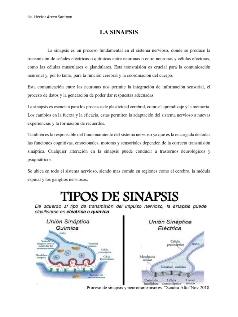 LA SINAPSIS | PDF | Sinapsis | Neurona