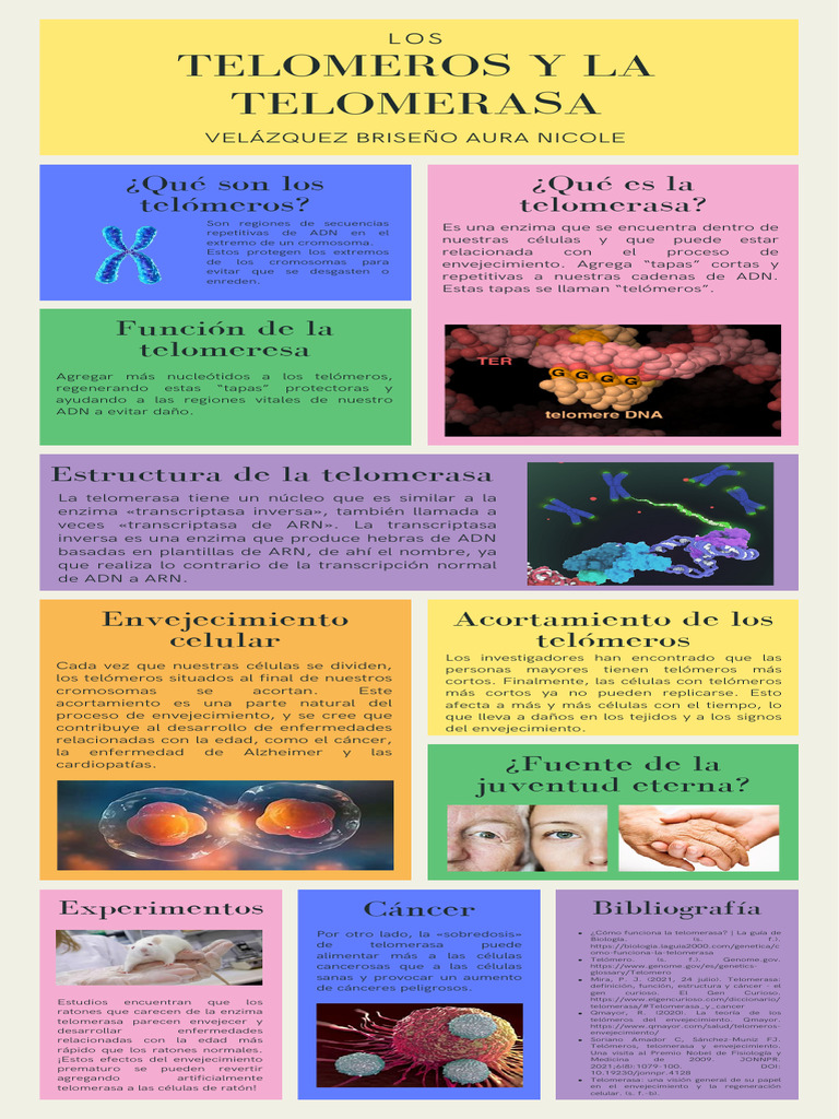 Telómeros y Telomerasa | PDF | Telómero | Envejecimiento