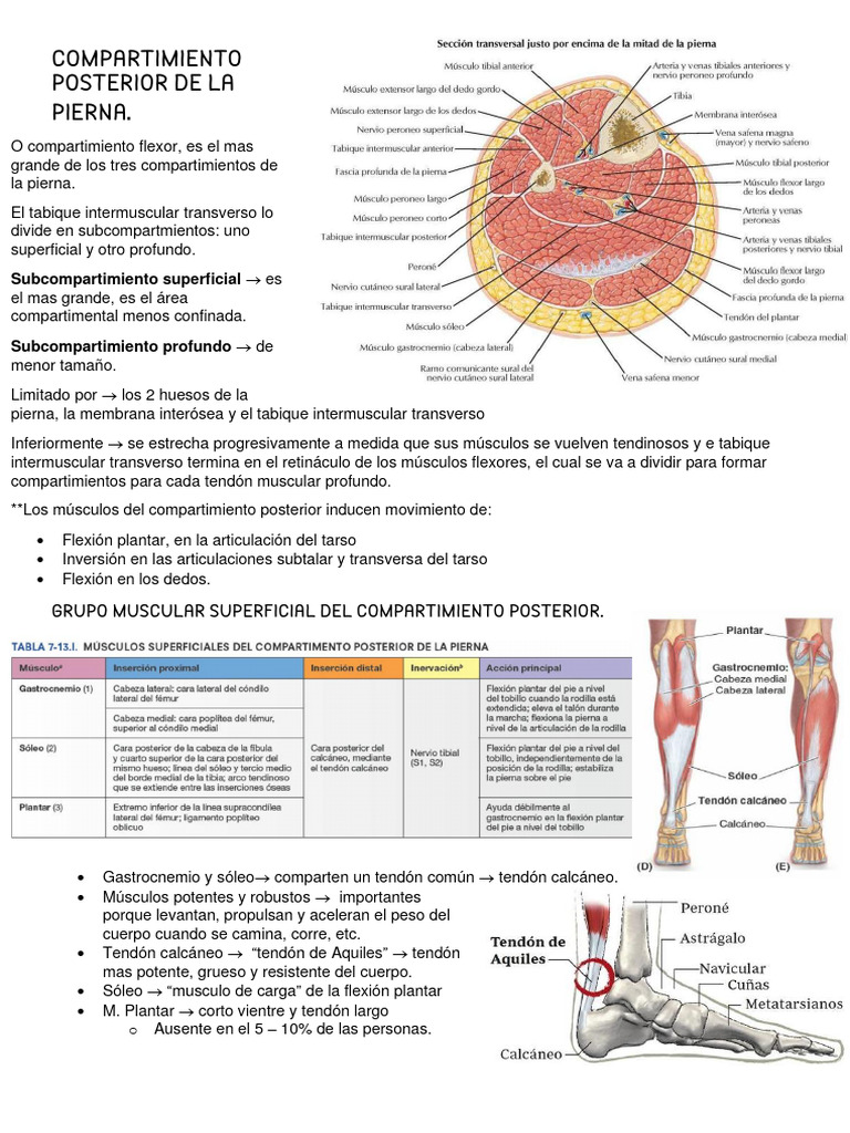 Compartimiento Posterior de La Pierna | PDF | Anatomía del miembro ...