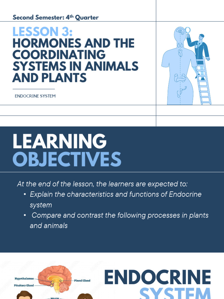 M2 Lesson 3 Endocrine System Animals and Plants | PDF | Endocrine ...