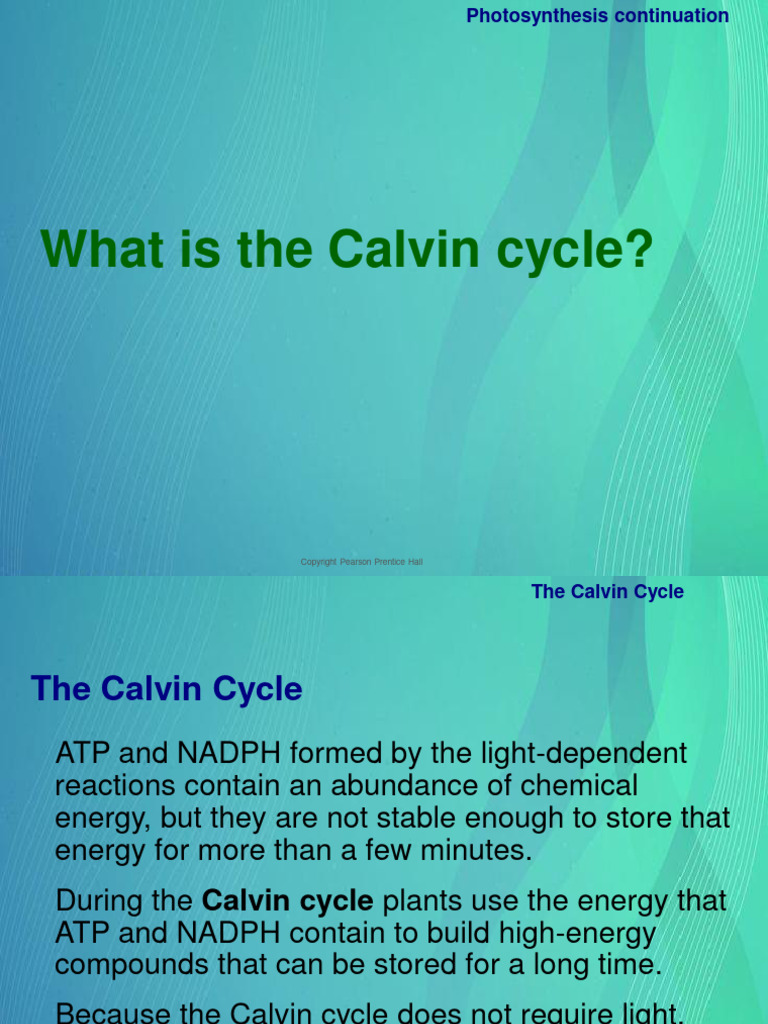 Calvin-Cycle | PDF | Photosynthesis | Biochemistry