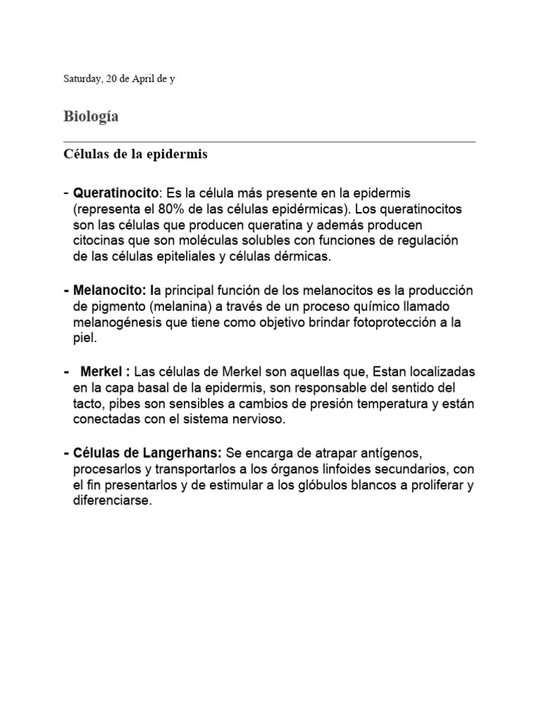 Células De La Epidermis Descargar Gratis Pdf Epidermis Piel