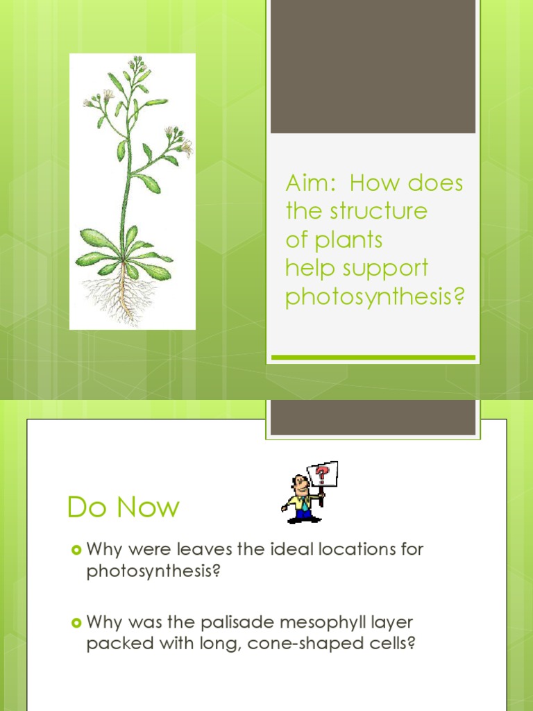 Aim: How Does The Structure of Plants Help Support Photosynthesis ...