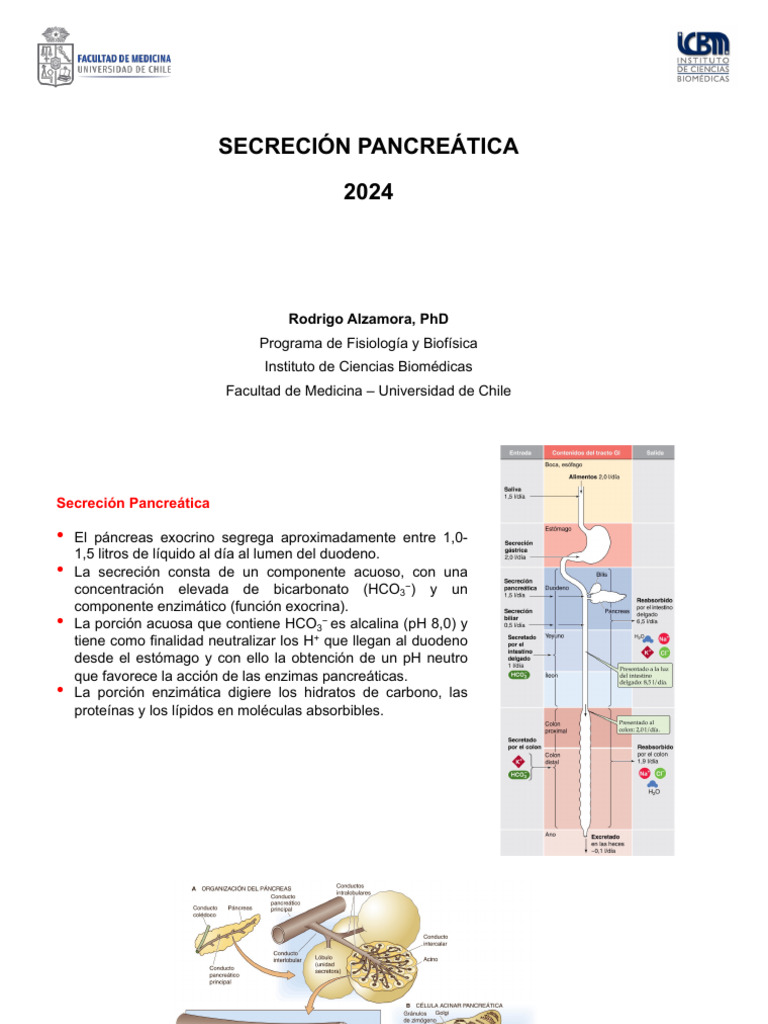 Clase 3 Secreci N Pancre Tica Digesti N y Absorci N de Prote Nas | PDF ...