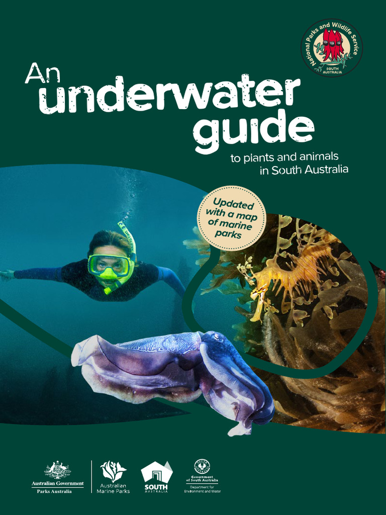Underwater Guide Plants Animals | PDF | Coast | Coral