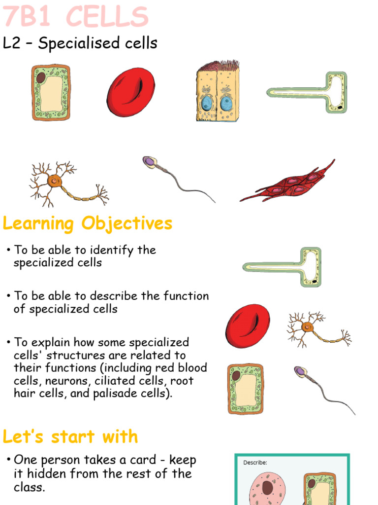 7B1 Cells - L2 Specialised Cells | PDF | Cell (Biology) | Fertilisation