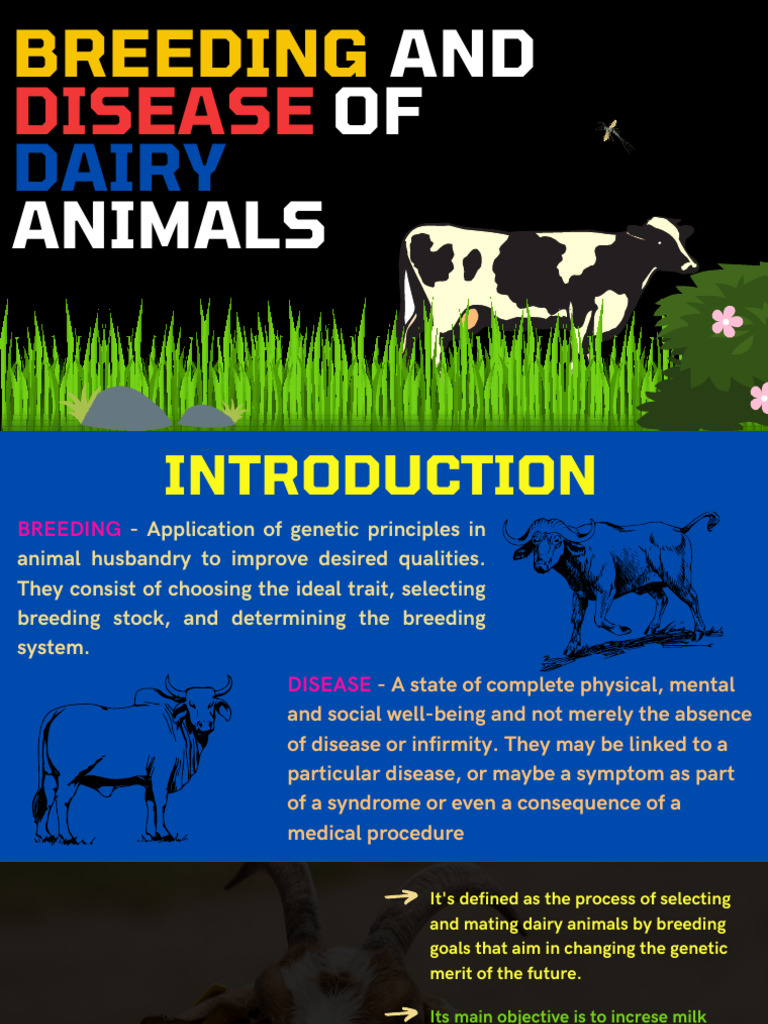 Breeding and Disease of Dairy Animals | PDF | Inbreeding | Selective ...