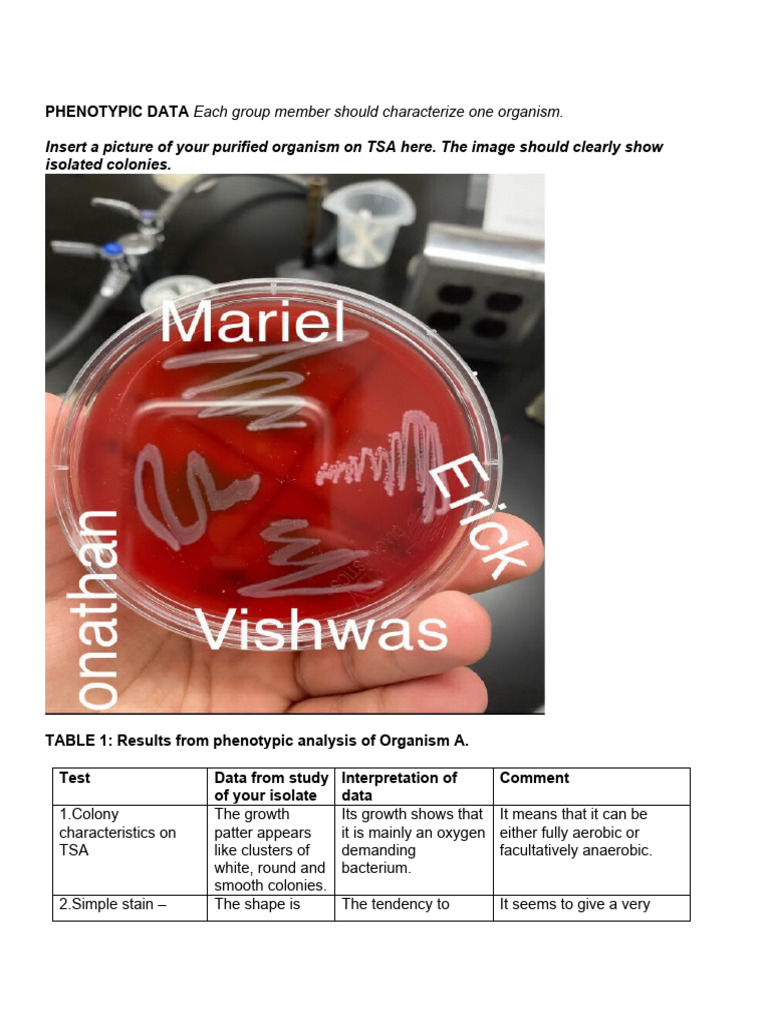 Phenotypic Data 2021 | PDF | Bacteria | Fermentation