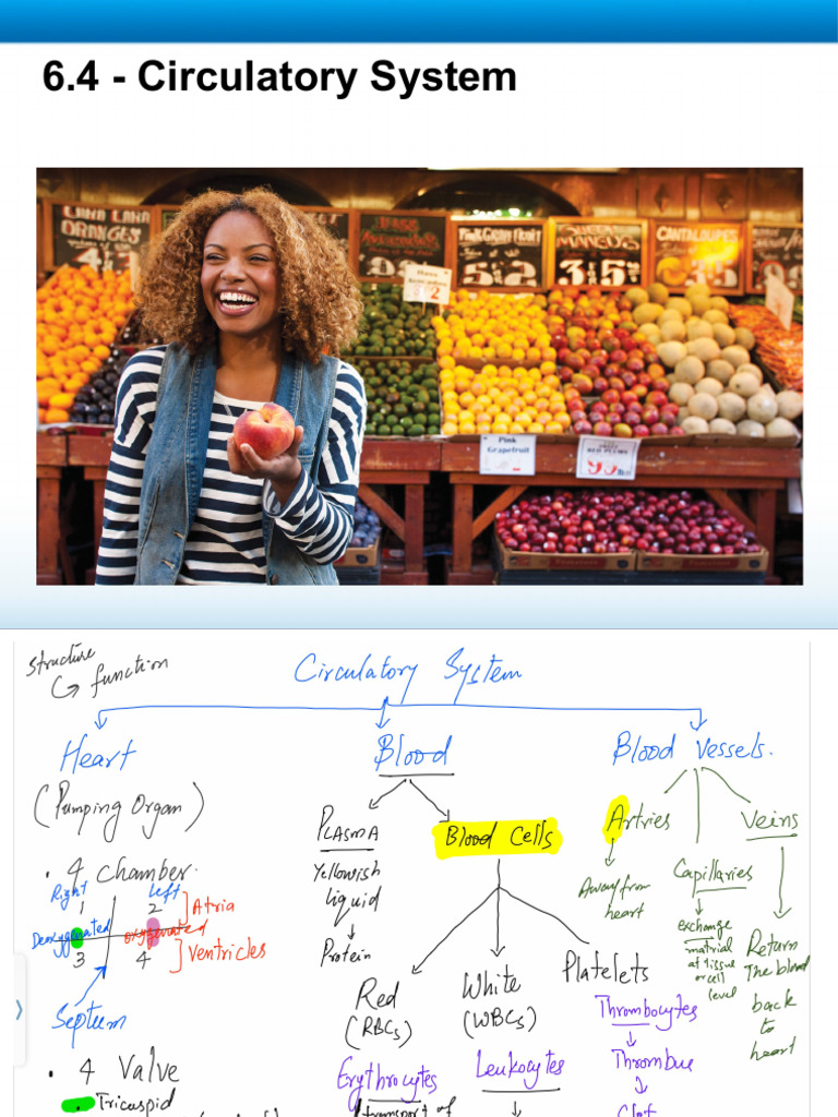 6.4 Circulatory System Presentation | PDF | Heart | Atrium (Heart)