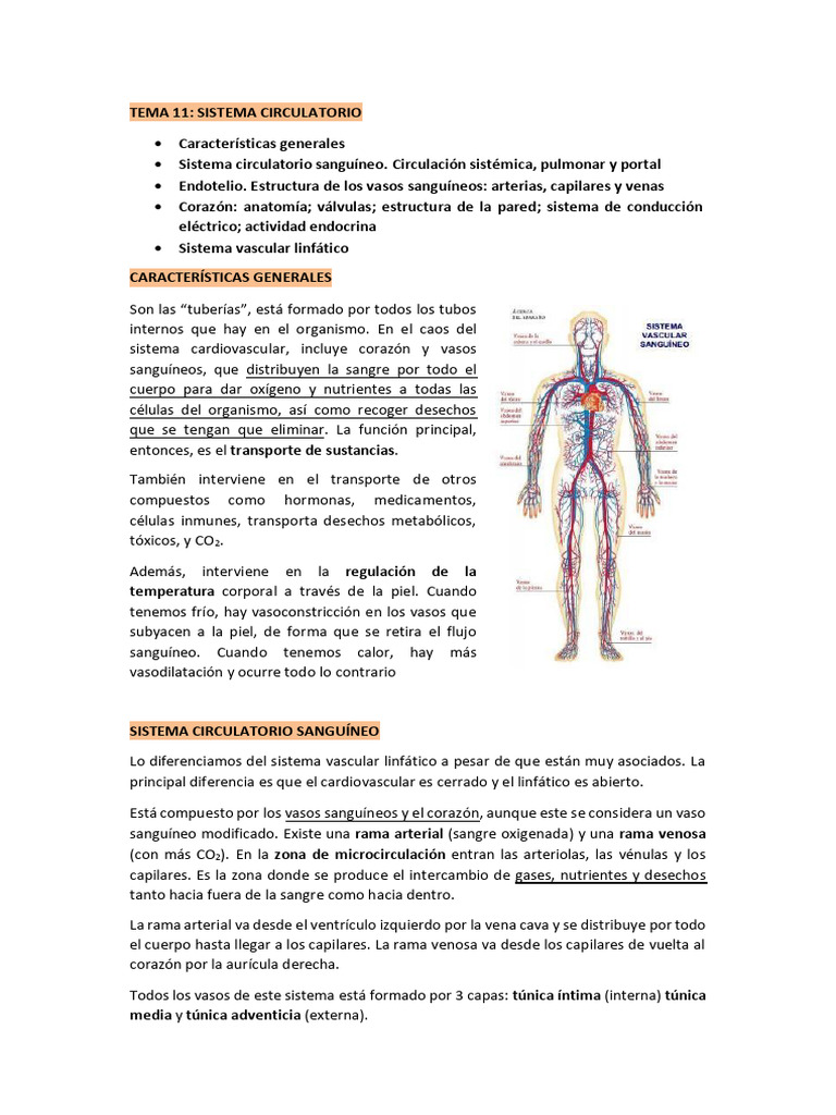 Wuolah Free Tema 11 Sistema Circulatorio Gulag Free | PDF | Sistema circulatorio | Corazón
