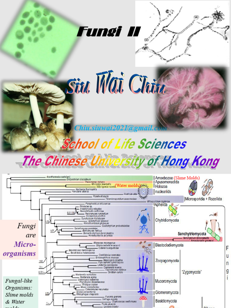 MBTE2010 Lec 4 | PDF | Fungus | Yeast