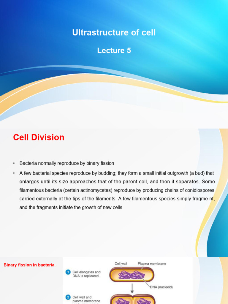Ultrastructre of Cells Lect 5 | PDF | Mitosis | Meiosis