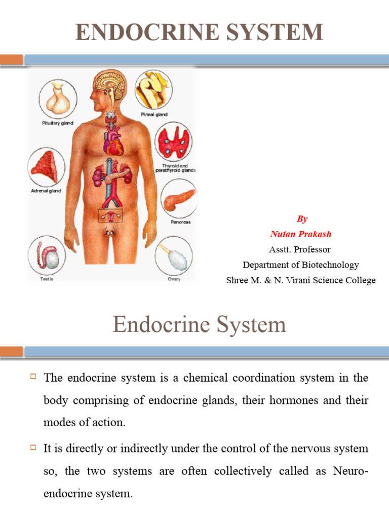 Endocrine System | Download Free PDF | Hormone | Endocrine System