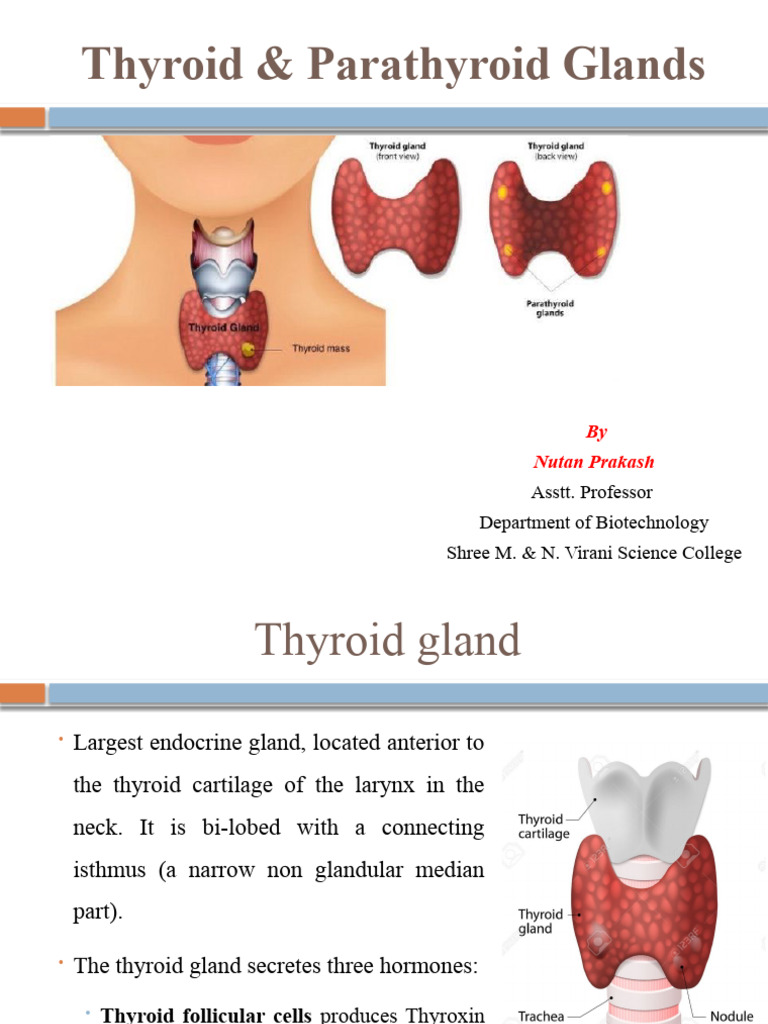 Thyroid and Parathyroid | PDF | Thyroid | Hypothyroidism