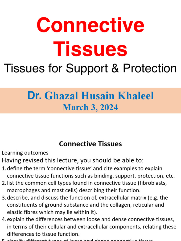 L6.1-Connective Tissues-Dr - Ghazal, 3rd March 2024 Ok | PDF | Connective Tissue | Adipose Tissue