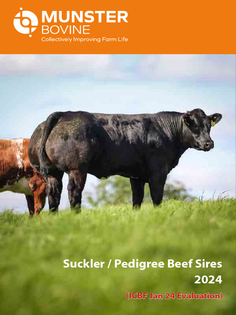Suckler Pedigree Beef Sires Munster Bovine Icbf Jan Evaluations - 2024 | PDF | Dairy Cattle | Cattle