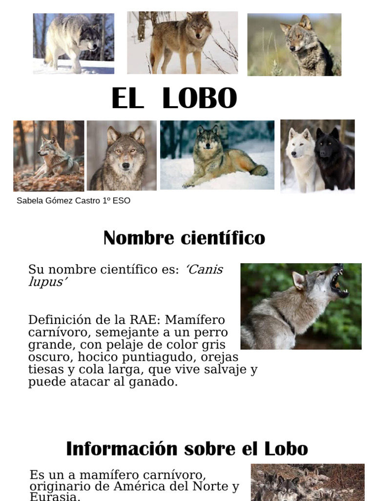 Datos y curiosidades sobre el lobo | PDF | Clásicos | Ficción general