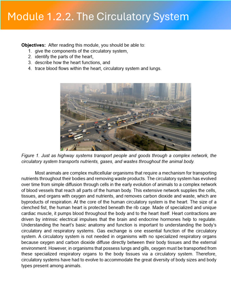 Circulatory System | PDF | Heart Valve | Heart
