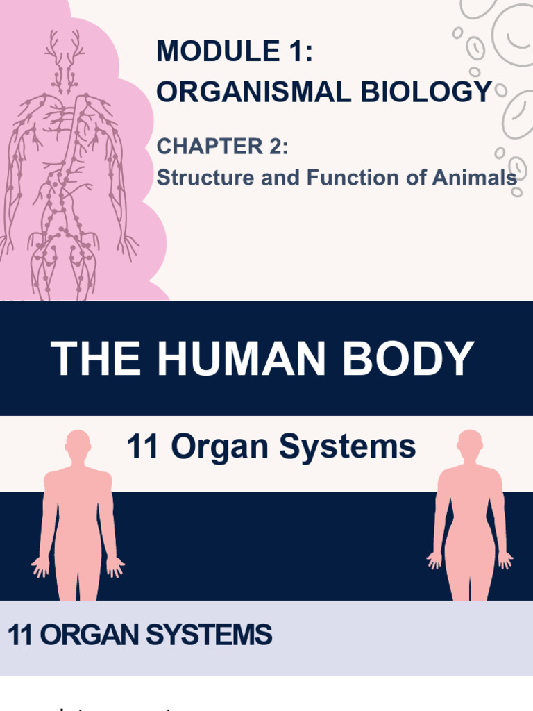 2 Organ Systems Respiratory | PDF | Gill | Lung