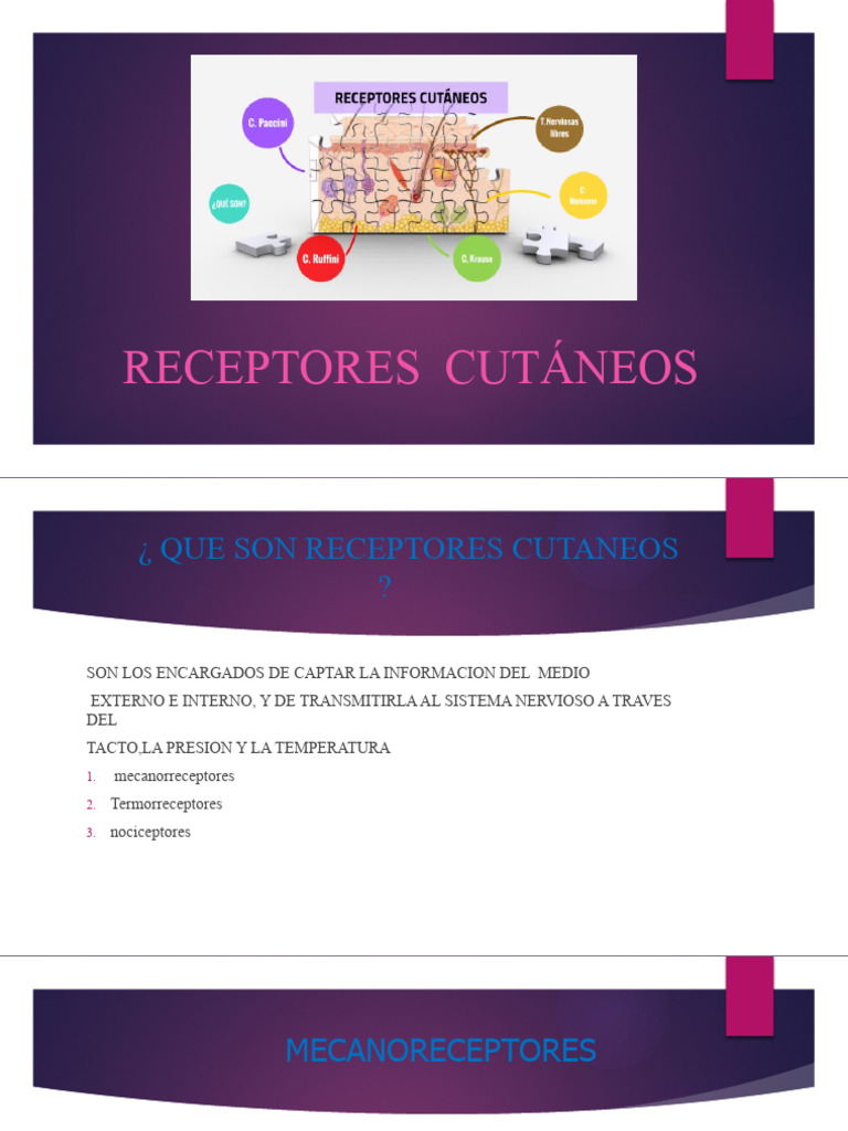 Receptores Cutaneos | PDF | Salud y bienestar | Ciencia y matemáticas