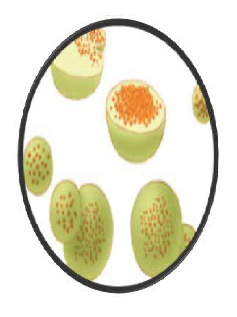 Cell-Organelles-Discussion | PDF