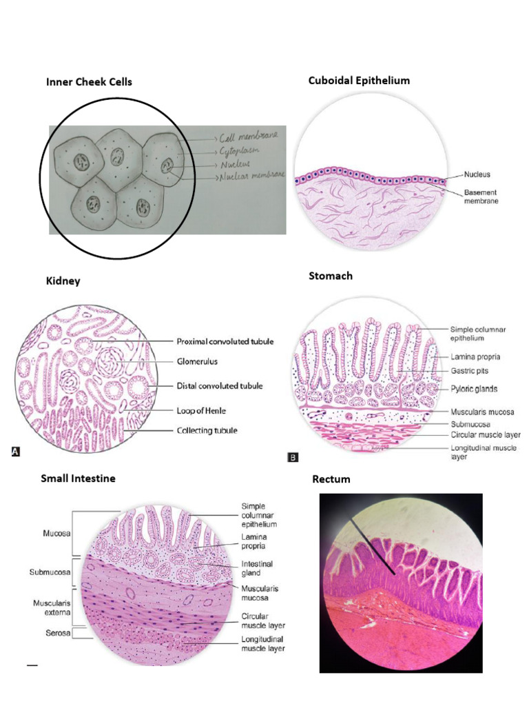 Histology Drawing | PDF