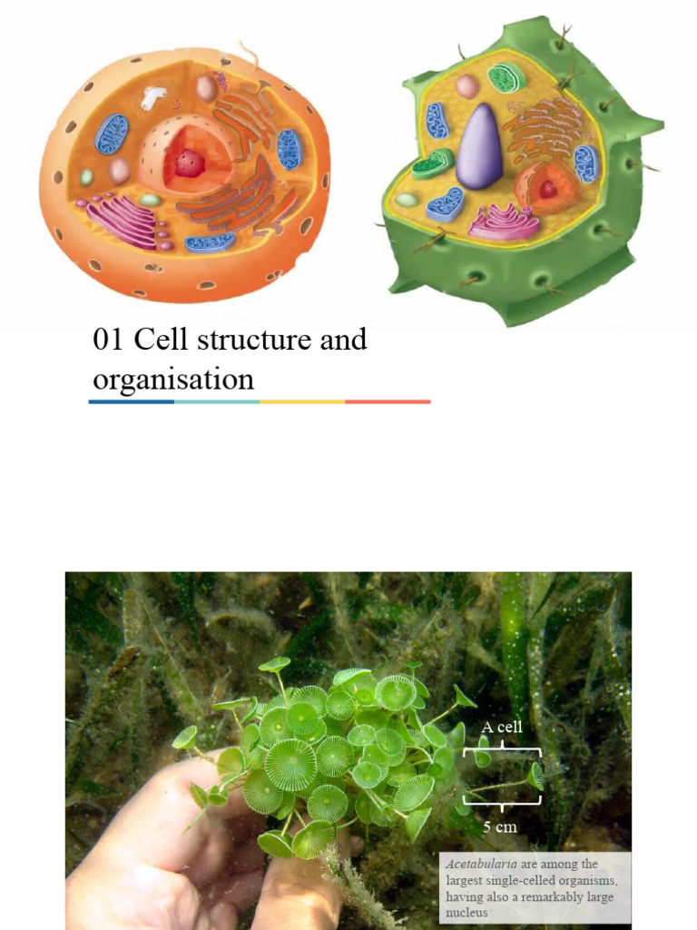 01 Cell Structure and Organisation | PDF | Cell (Biology) | Photosynthesis