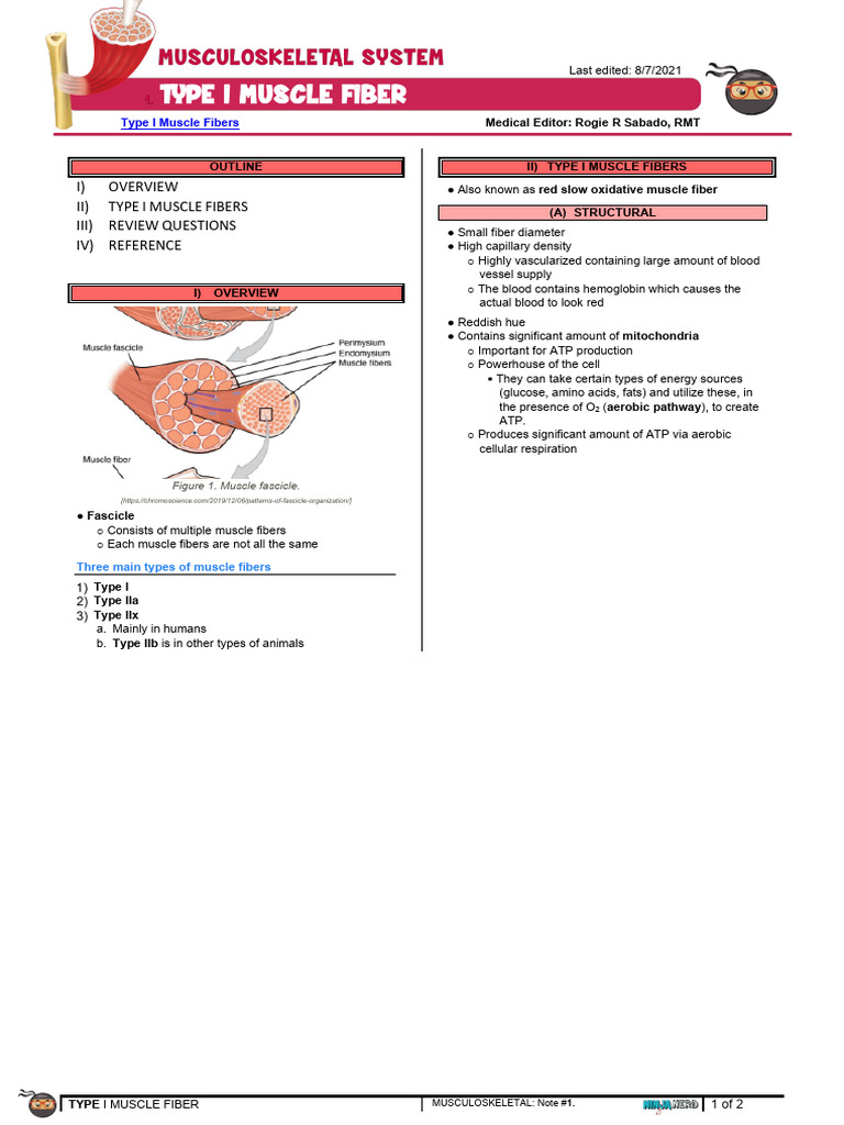 395 - Musculoskeletal Physiology) Type I Muscle Fibers | PDF | Skeletal ...